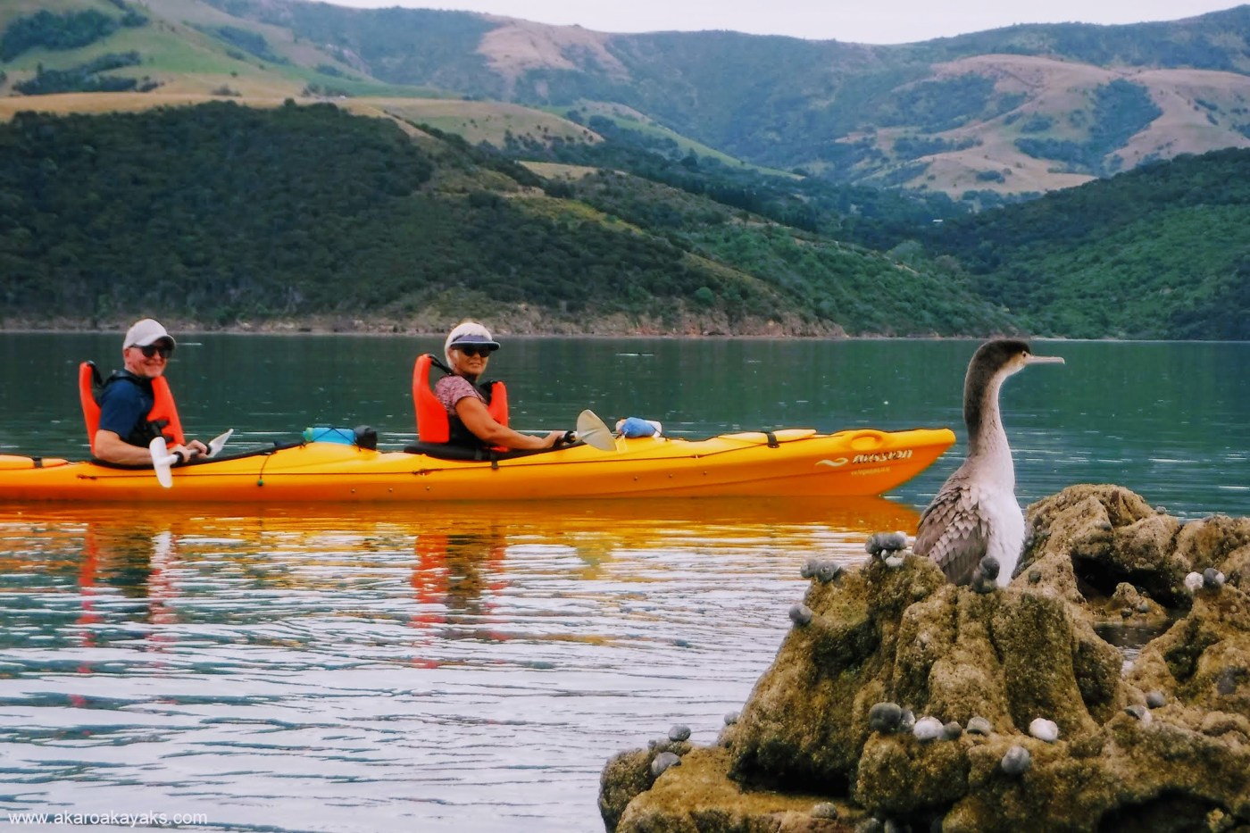 Bird Watching | Akaroa Guided Kayaking Safaris