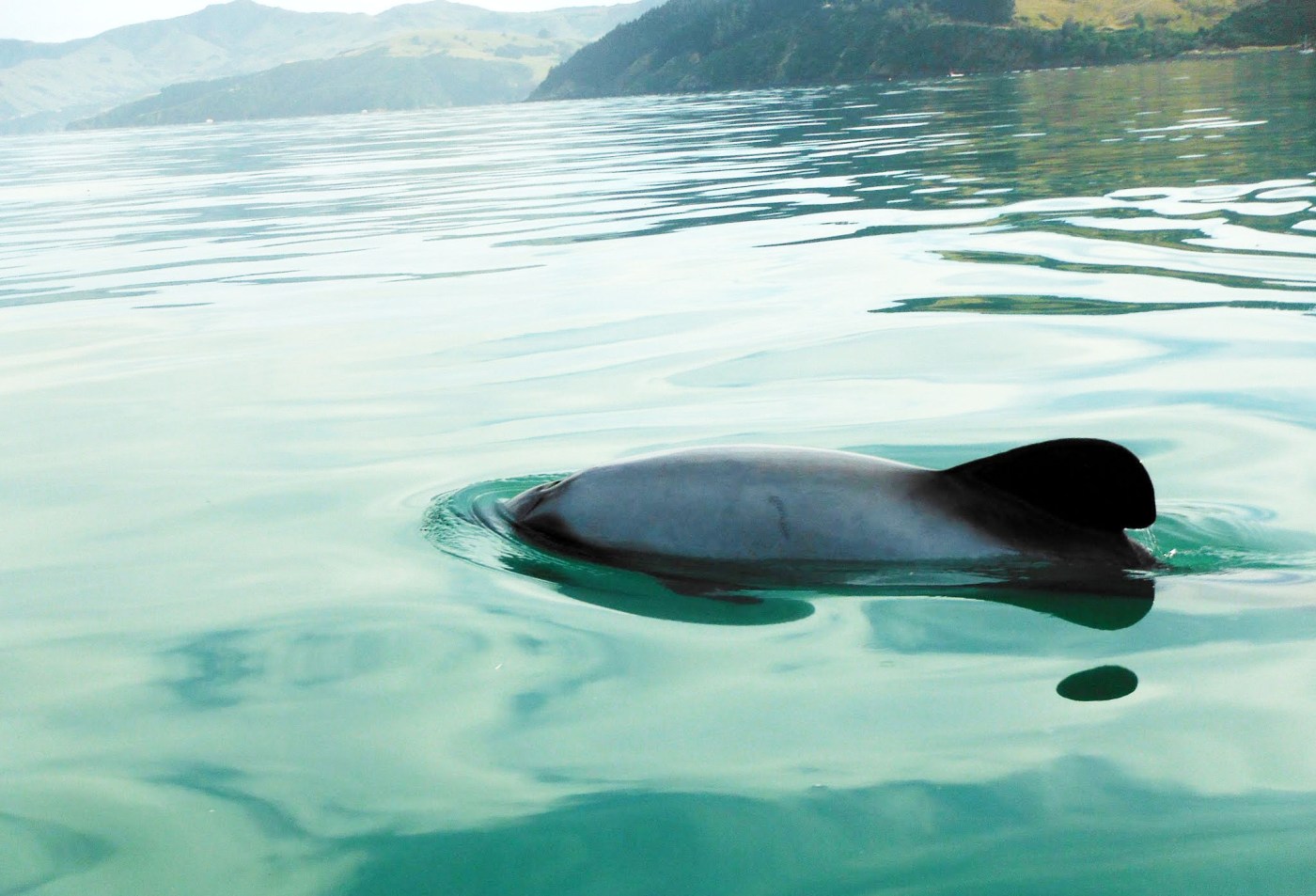 Hector’s Dolphins | Akaroa Guided Kayaking Safaris